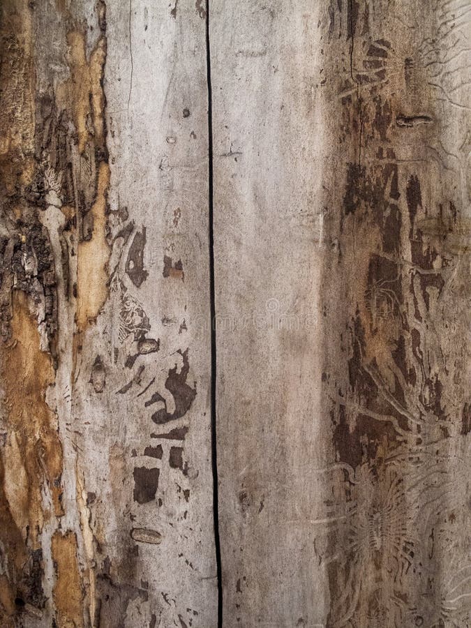 Dead tree wood texture stock image. Image of dead, logs - 86603739