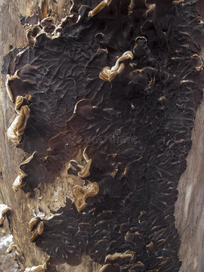 Dead tree wood texture stock image. Image of logs, dried - 86604079