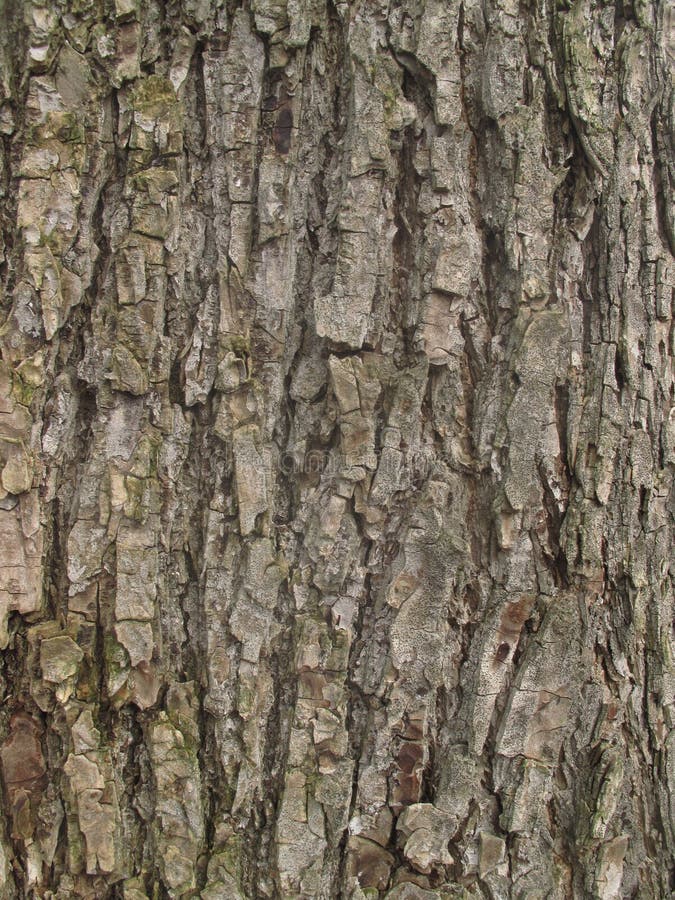 Dead tree wood texture stock photo. Image of dried, construction - 86604148