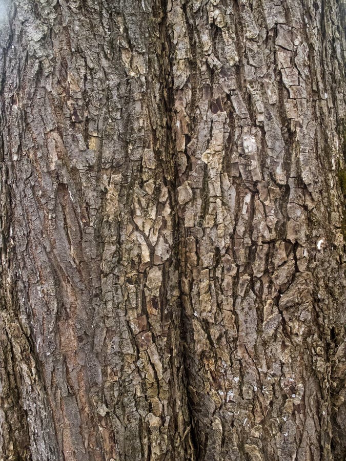 Dead tree wood texture stock photo. Image of bugs, frame - 86604300