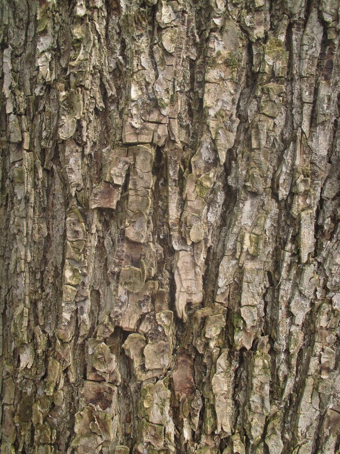 Dead tree wood texture stock photo. Image of backdrop - 86604258