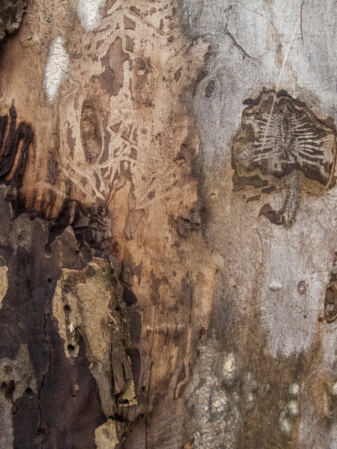 Dead tree wood texture stock photo. Image of backdrop - 86604258