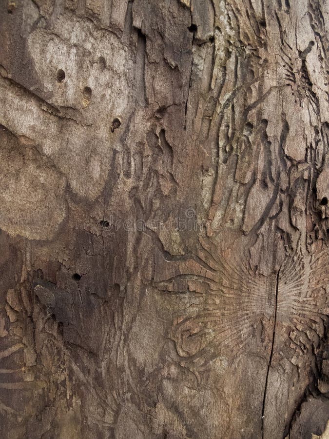Dead tree wood texture stock photo. Image of backdrop - 86604258
