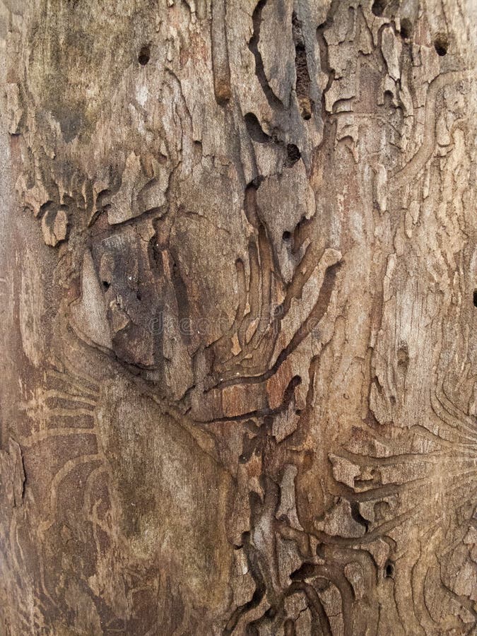 Dead tree wood texture stock image. Image of elements - 86604023