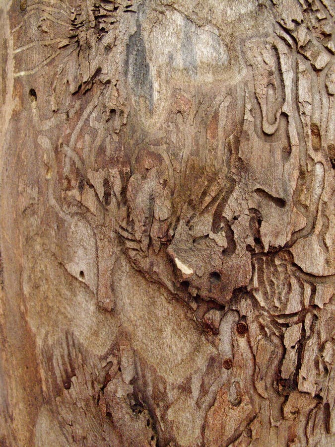 Dead tree wood texture stock image. Image of decorative - 86604169
