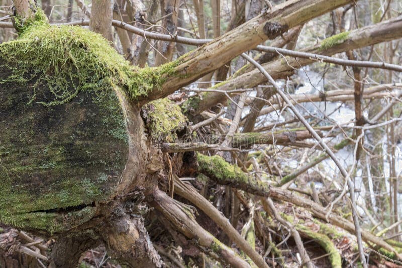 .a Dead Tree in a Wooded Environment that Has Many Branches and is ...