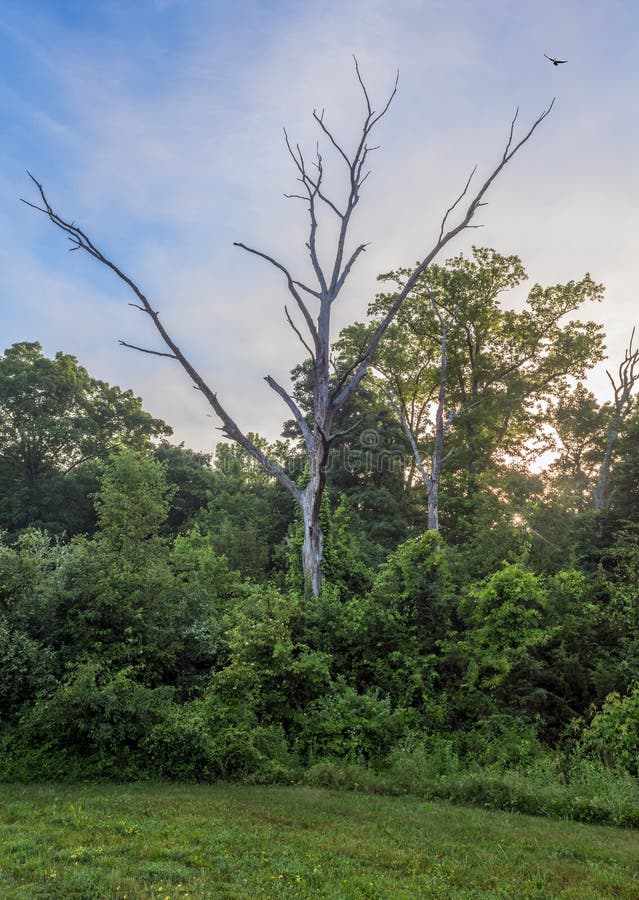 Dead Wood Forest stock image. Image of wetland, seasons - 12350057