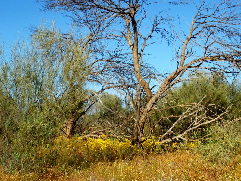 Dead tree stock photo. Image of australia, growing, dead - 81452212