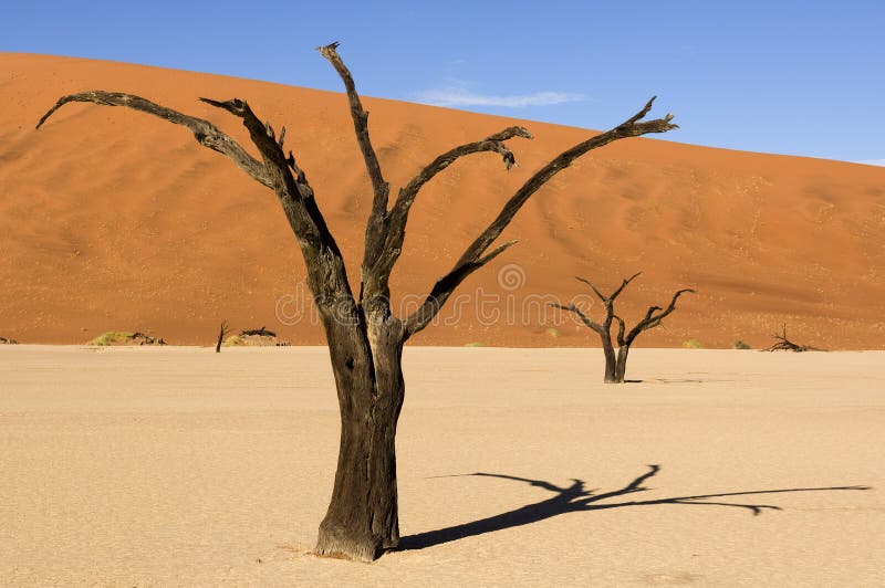 Dead Trees stock image. Image of desert, heat, tree, natural - 11739045