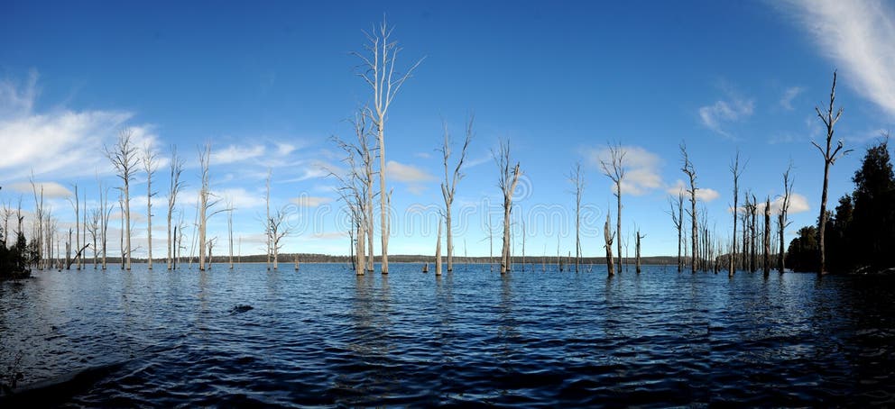 Dead Trees stock image. Image of drought, dying, drowning - 11911643
