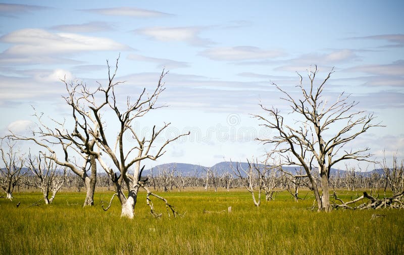 Dead Trees stock image. Image of daylight, victoria, environment - 15245331