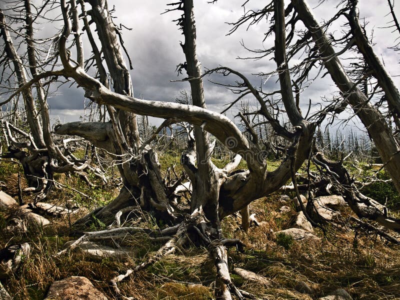Rotten tree stump stock photo. Image of dead, grassy - 12889424