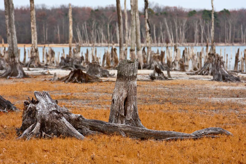 Dead Trees stock image. Image of death, dead, issues - 17378939