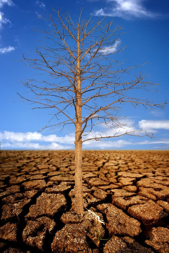 Dead trees stock image. Image of forest, weather, element - 25207597