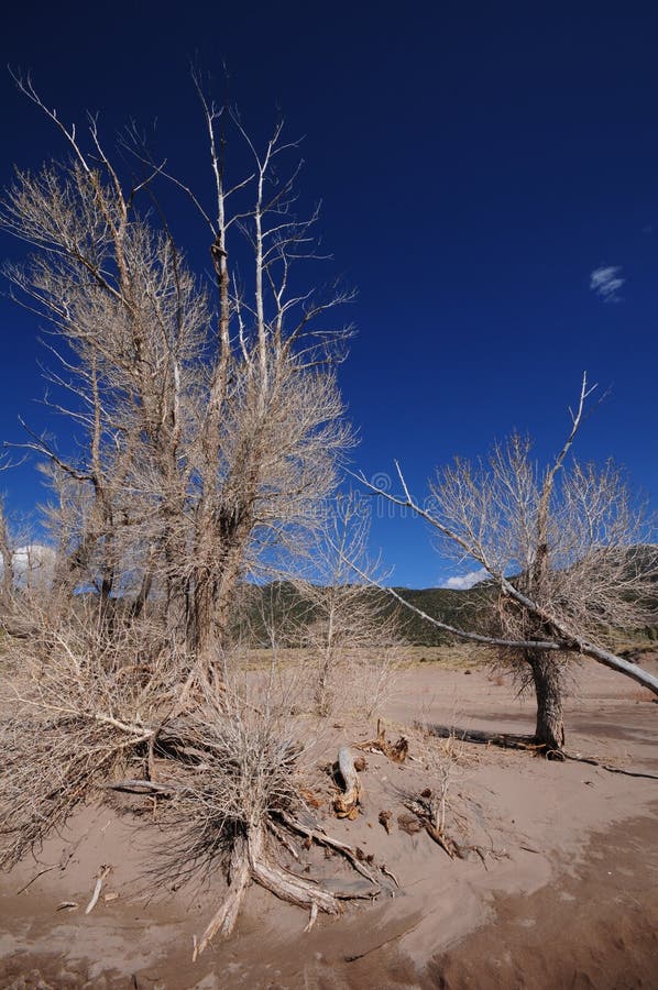 Dead Trees stock photo. Image of river, desert, landscape - 25959594