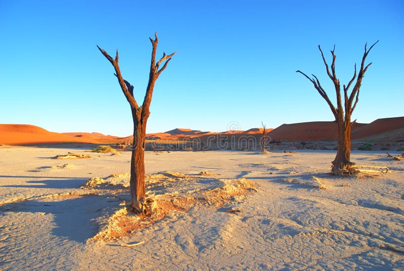 Dead trees stock photo. Image of witdh, sand, desert - 26117044