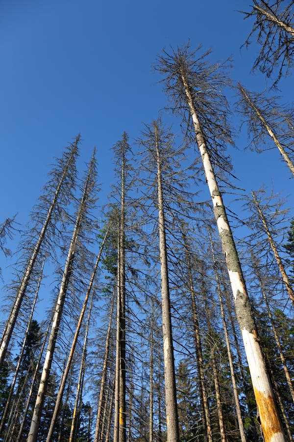 Dead trees stock photo. Image of agriculture, forestry - 27029550