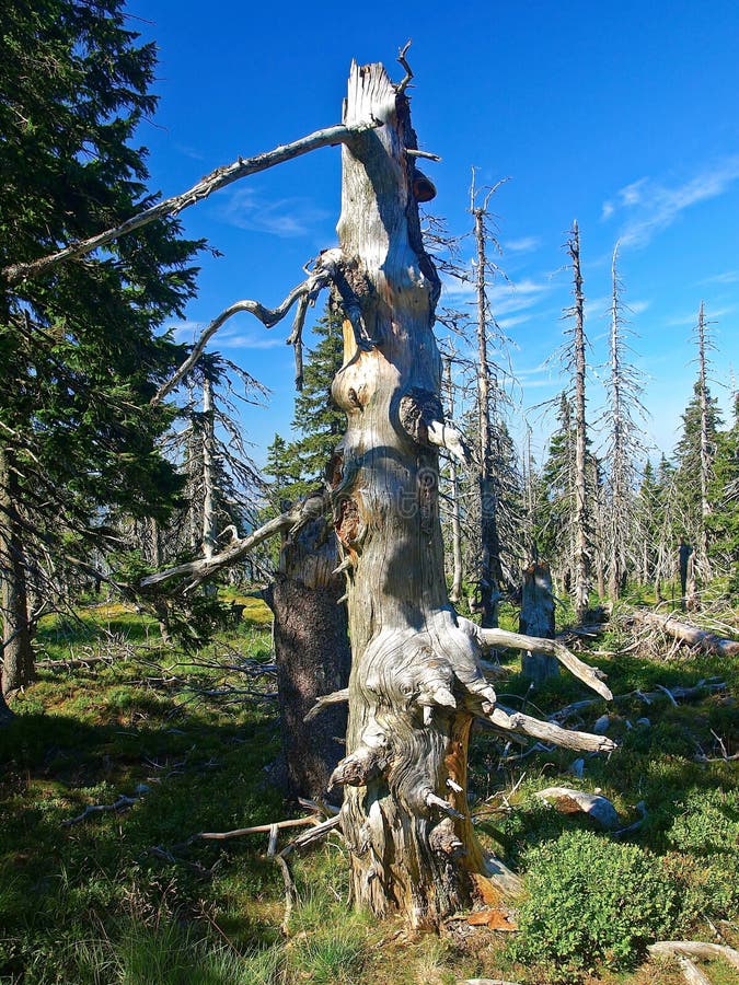 Dead trees stock photo. Image of energy, landscape, outdoor - 27815750