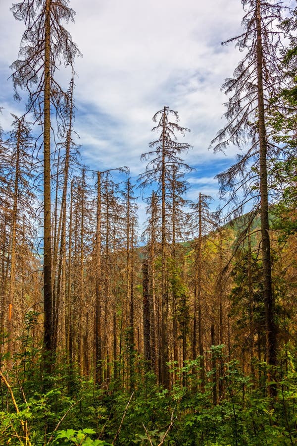 Dead trees stock image. Image of hill, damage, energy - 37697755