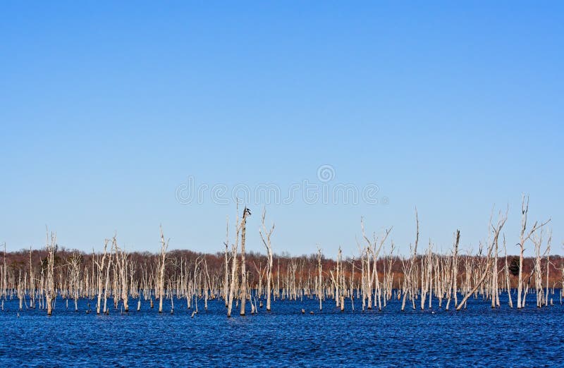 Dead Trees stock photo. Image of lake, reservoir, landscape - 592782