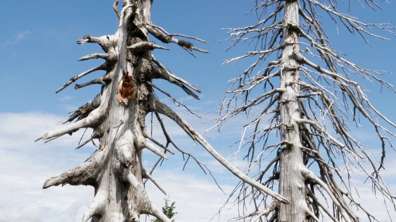 Dead trees. Air pollution stock footage. Video of acidic - 385807830