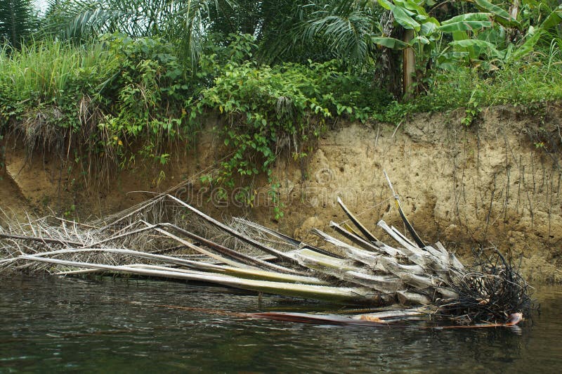 Dead Trees Along the River in Thailand Nature Coast Stock Photo - Image ...