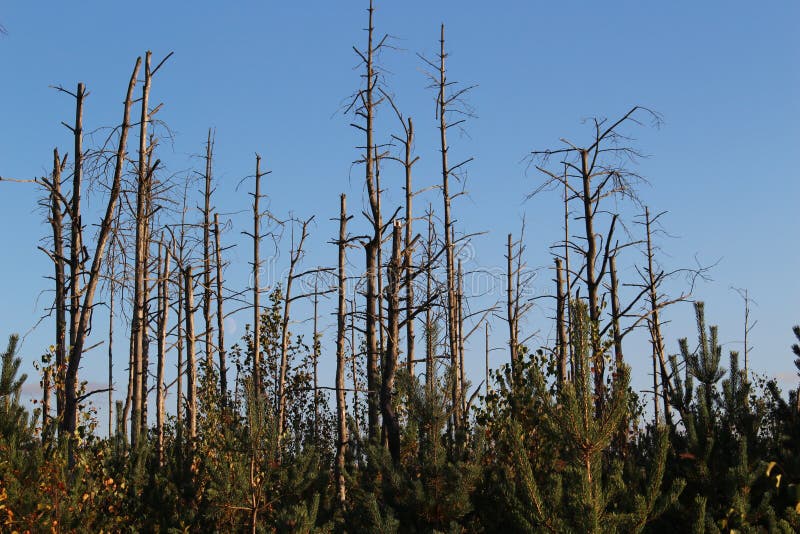 Dead trees stock photo. Image of living, dead, branches - 45579712