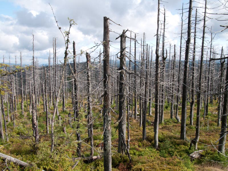 Dead Trees after Bark Beetle Atack Stock Image - Image of bark, wood ...