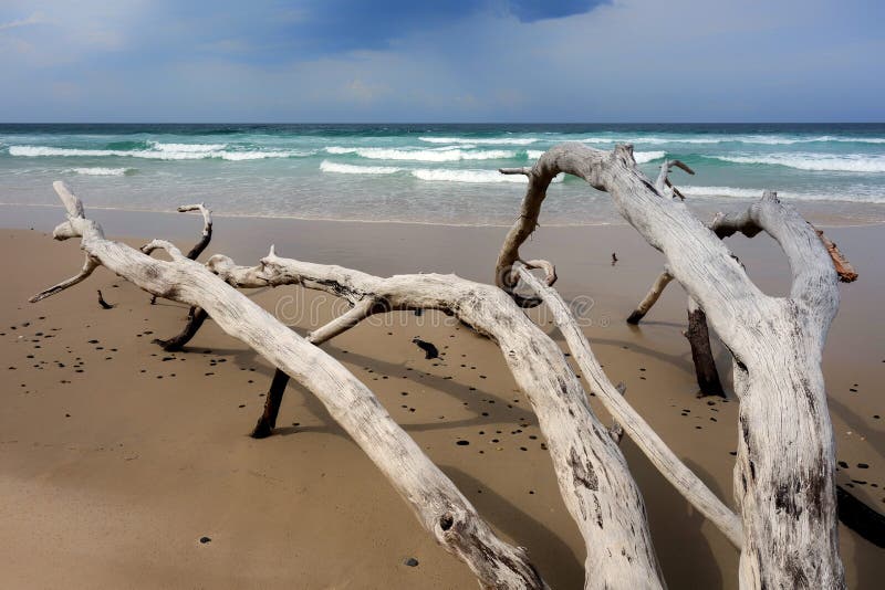Dead trees on the beach stock photo. Image of water, nature - 85883710