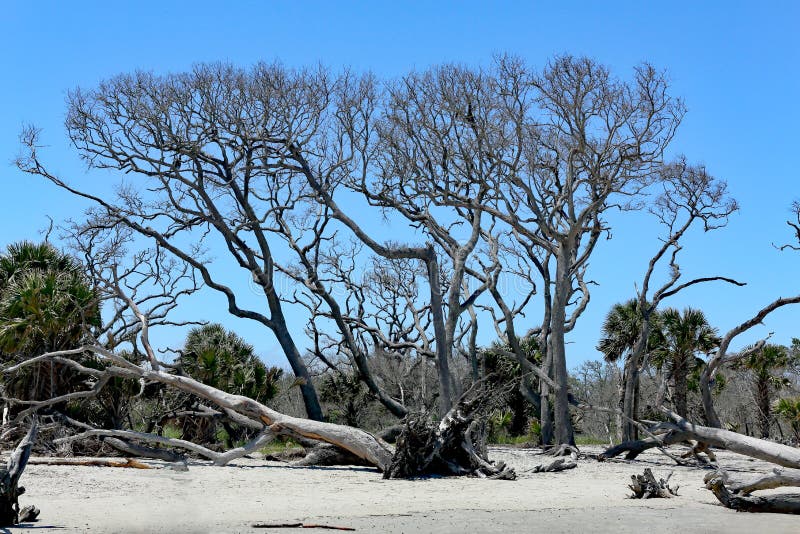 Dead Trees on a Beach in Coastal Georgia Stock Photo - Image of season ...