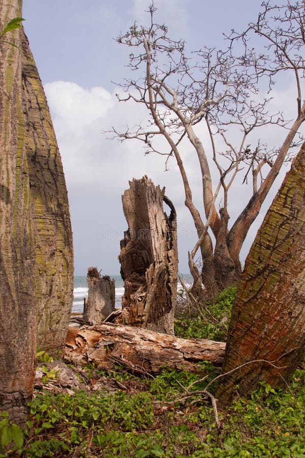 Dead trees on the beach stock image. Image of america - 114739945