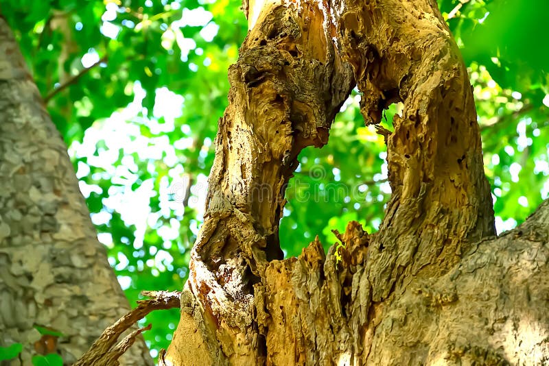 The Dead Trees Begin To Decay Over Time. Stock Photo - Image of life ...