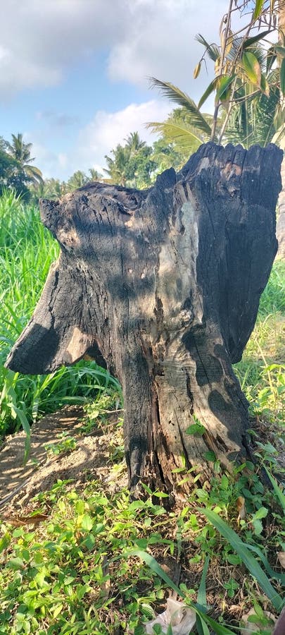 Dead Trees Black Have Been Burned Fire Stock Photos - Free & Royalty ...