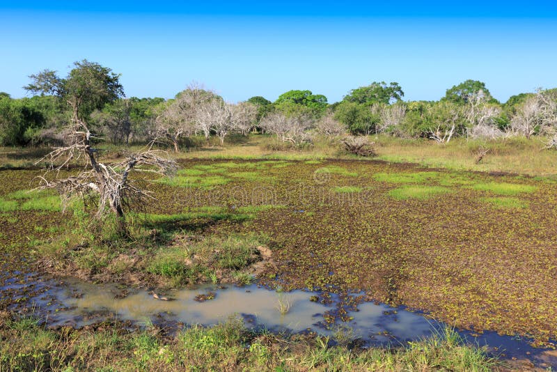 Dead Trees on Bog in Jungle Stock Photo - Image of outdoors, natural ...