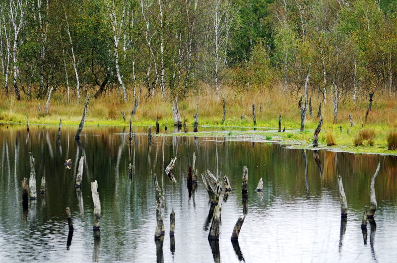 Dead trees in a bog lake stock photo. Image of water - 162207568