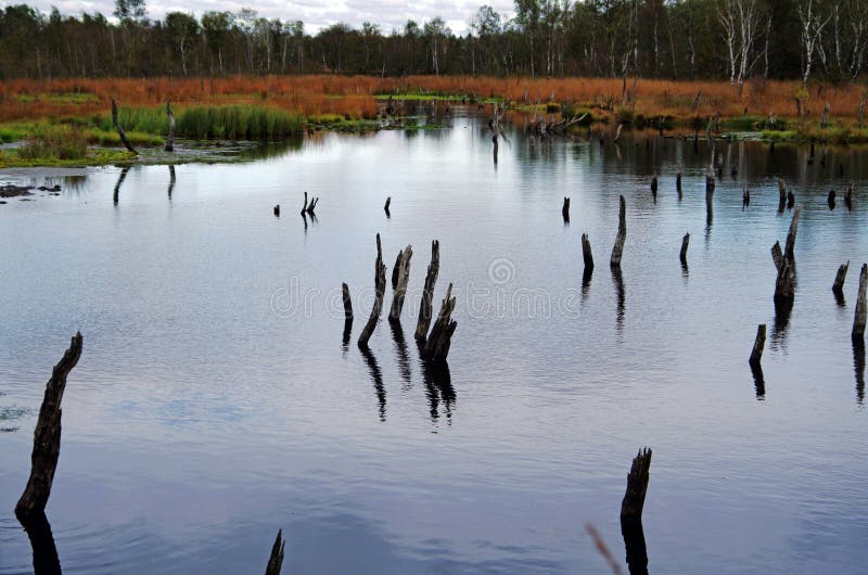 Dead trees in a bog lake stock image. Image of wood - 162207851