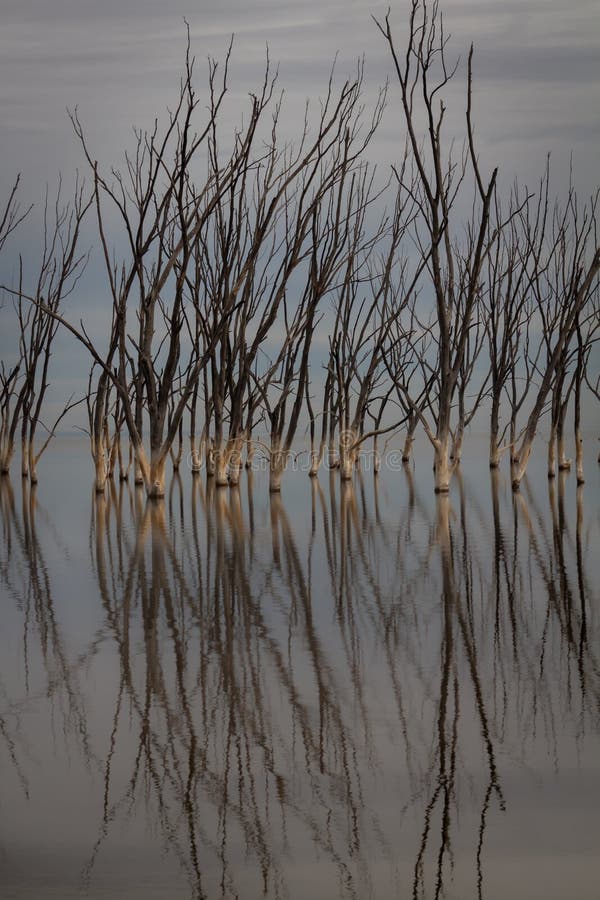Dead Trees on Lake Epecuen. the Sky and Water Merge on the Horizon ...