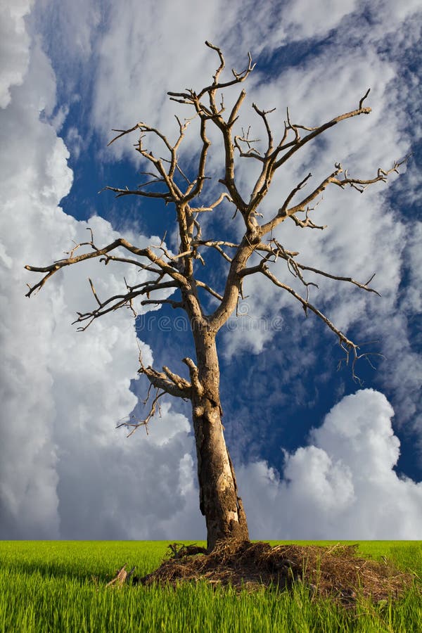 Pollution stock photo. Image of enviromental, dangerous, dead - 8712