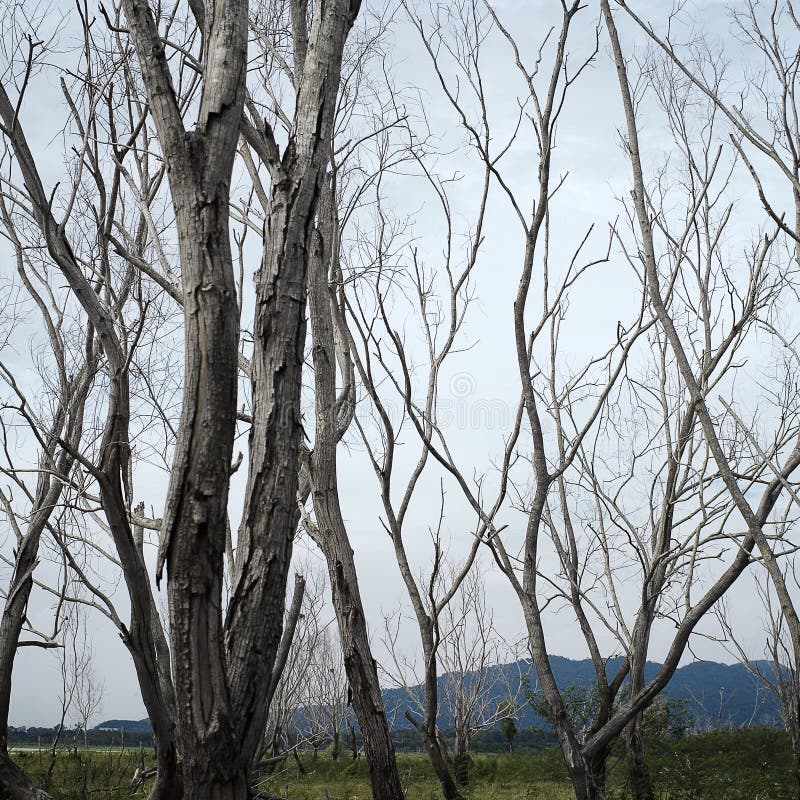 Dead trees in dam area stock photo. Image of nature, hill - 33996102