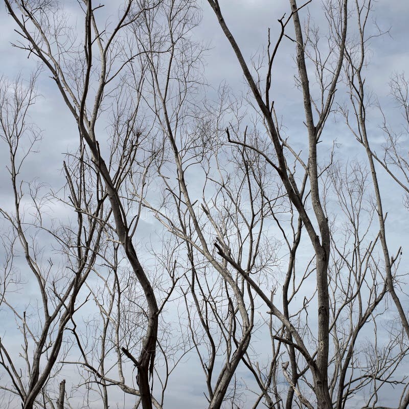 Dead trees in dam area stock image. Image of black, outdoor - 33996129