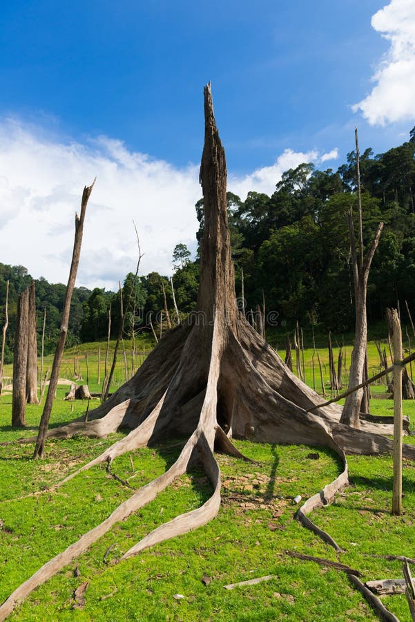 Dead Trees in Dam Area, Thailand Stock Photo - Image of tree, drought ...