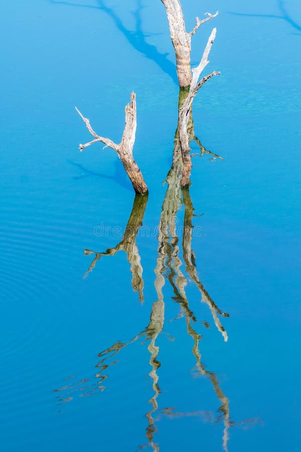 Dead Trees in a Dam, with Their Reflections Visible Stock Photo - Image ...