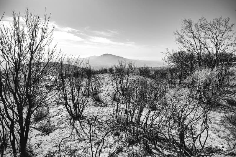 Dead Trees and Dead Forest after a Massive Forest Fire. Burned Trees on ... Dead Trees and Dead Forest after a Massive Forest Fire. Burned Trees on ...
