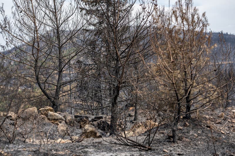 Dead Trees and Dead Forest after a Massive Forest Fire. Natural ...