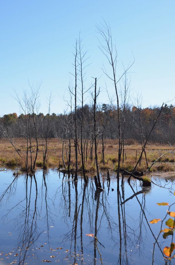 Dead Trees stock image. Image of tree, reflection, saplings - 130811223