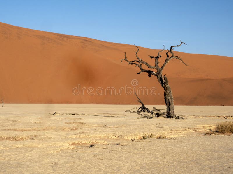 Dead Trees, in Deadvlei, Namibia Stock Image - Image of tree, namibia ...