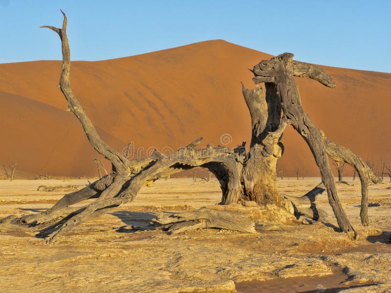 Dead Trees in the Dry Lake Sossusvlei, Namibia Stock Photo - Image of ...