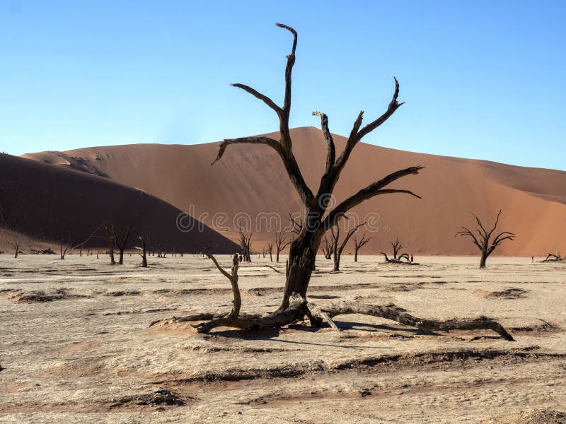 Dead Trees, in Deadvlei, Namibia Stock Image - Image of view, dunes ...