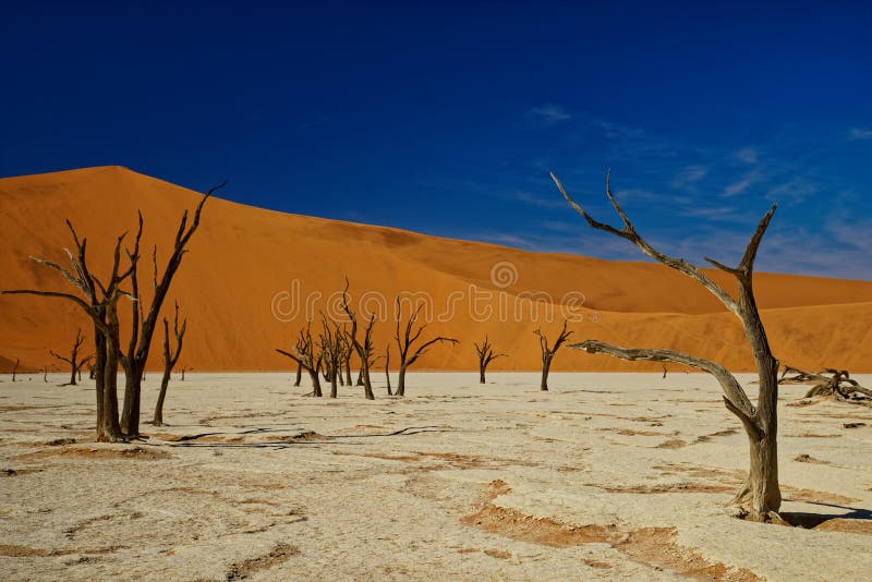 Dead Trees, Deadvlei, Namibia Stock Image - Image of sand, ancient ...