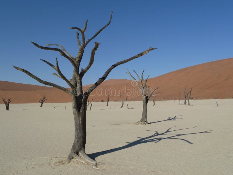 Dead Trees at Deadvlei, Sossusvlei Namibia. Stock Image - Image of salt ...